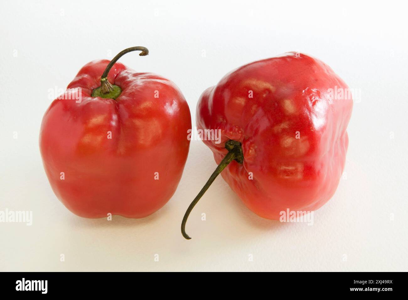 Rocoto red hi-res stock photography and images - Alamy