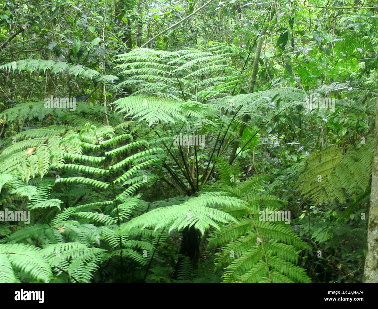 Forest Tree Fern (Cyathea capensis) Plantae Stock Photo - Alamy