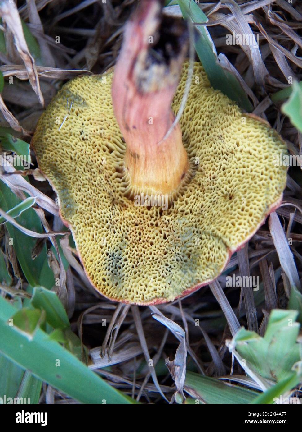 boletes (Boletaceae) Fungi Stock Photo - Alamy