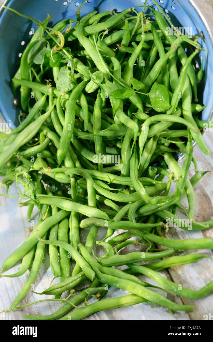 Raw green beans Stock Photo - Alamy