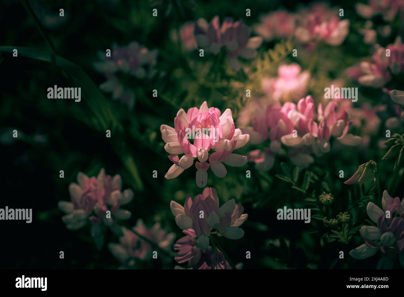 Pink flower with green background and sunlight. Dark deep shadow and a ...
