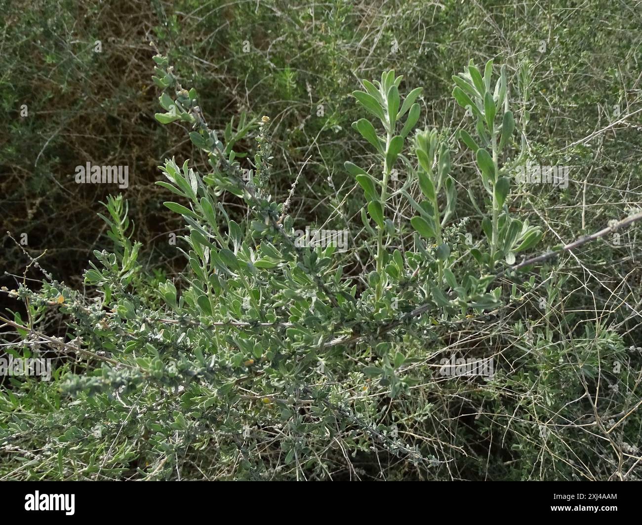 Cattle Saltbush (Atriplex polycarpa) Plantae Stock Photo - Alamy