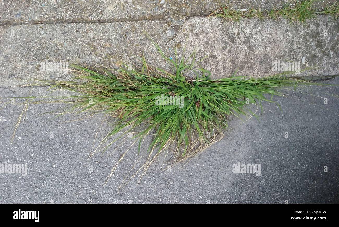 panic veldtgrass (Ehrharta erecta) Plantae Stock Photo - Alamy