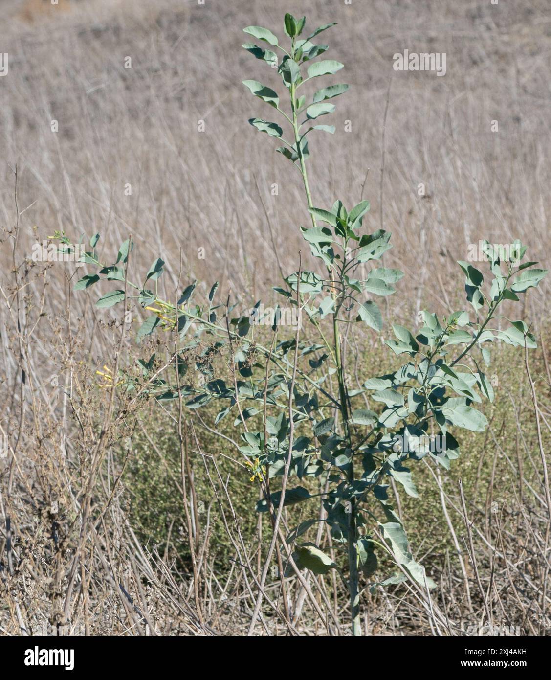 tree tobacco (Nicotiana glauca) Plantae Stock Photo - Alamy