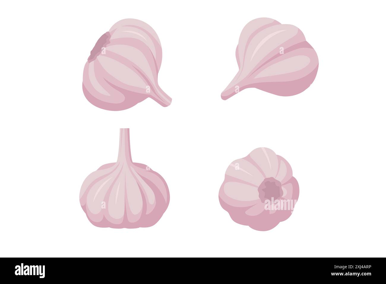 Isometric Garlic bulb isolated. Garlic bulb on white background. Garlic ...