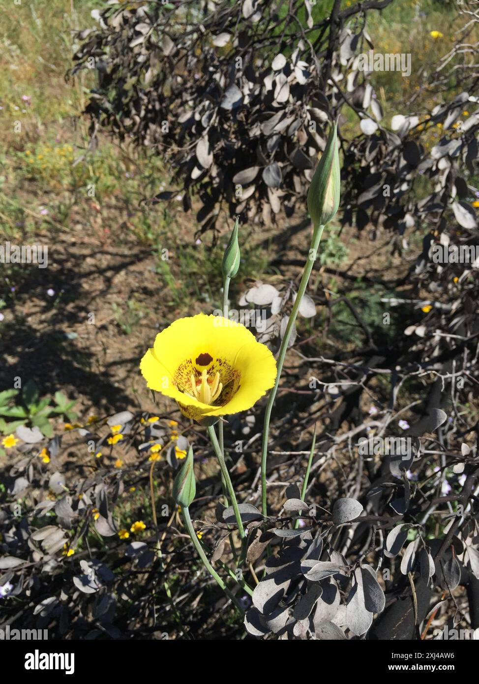 Superb Mariposa Lily (Calochortus superbus) Plantae Stock Photo - Alamy
