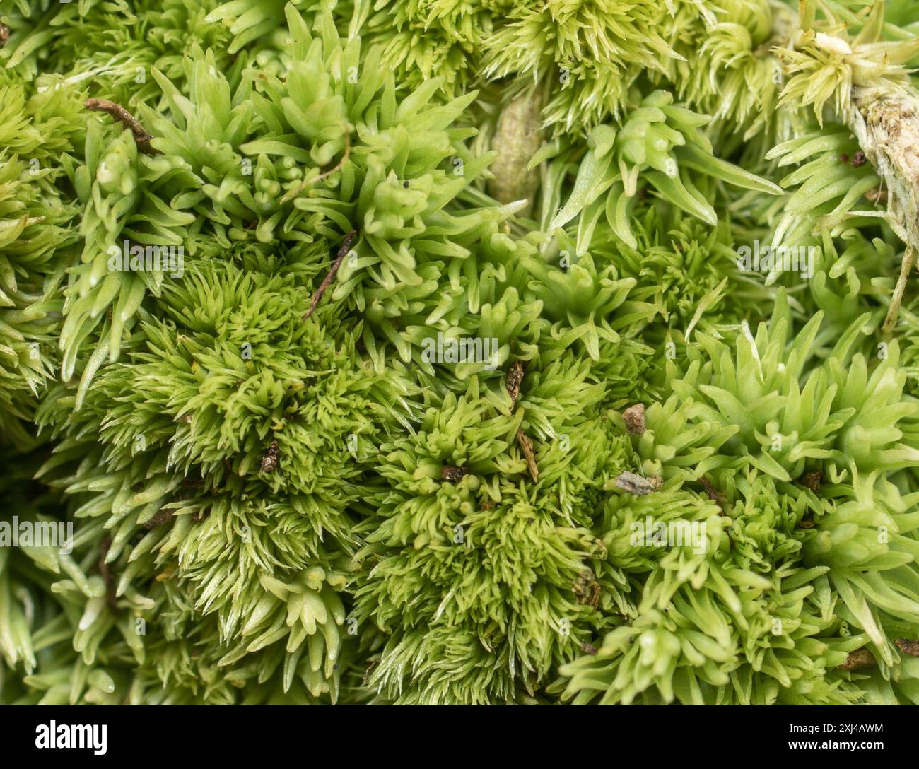 Pincushion Moss (Leucobryum glaucum) Plantae Stock Photo - Alamy