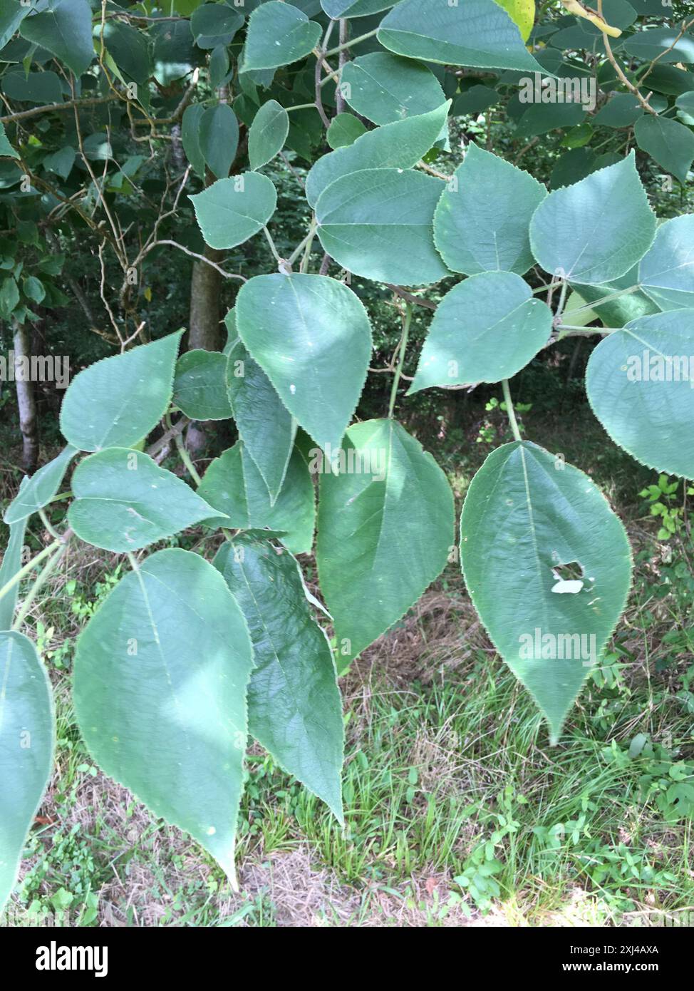 Paper mulberry (Broussonetia papyrifera) Plantae Stock Photo - Alamy