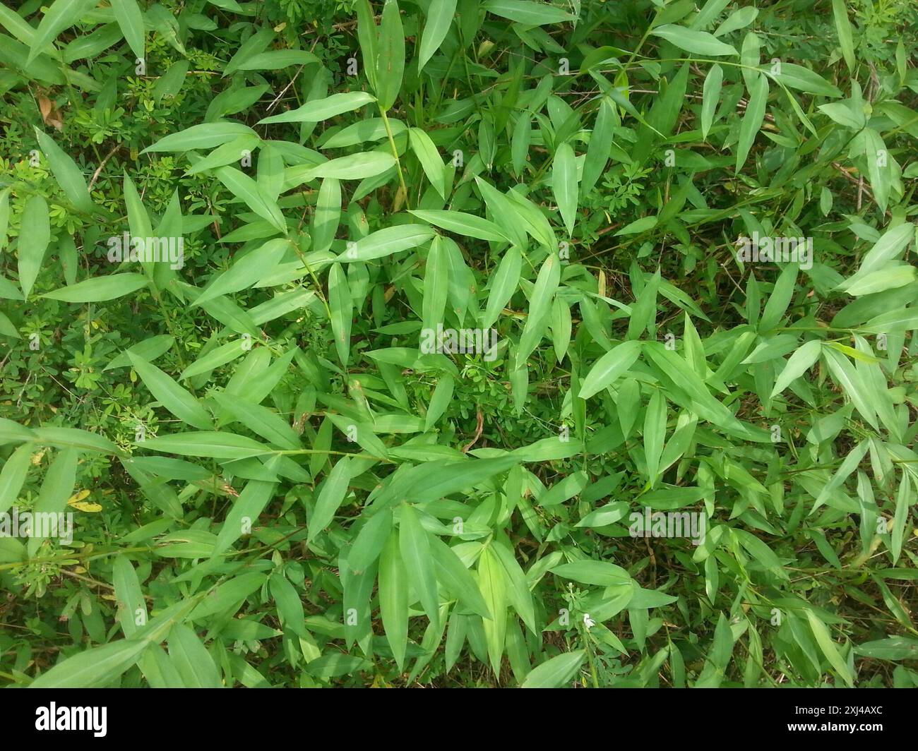 Japanese stiltgrass (Microstegium vimineum) Plantae Stock Photo - Alamy