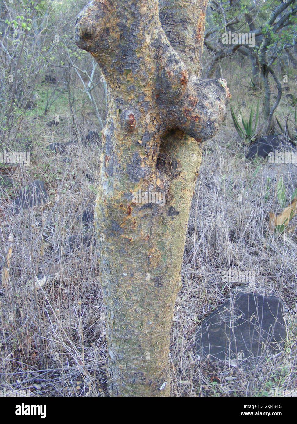 Tall Common Corkwood (Commiphora glandulosa) Plantae Stock Photo - Alamy