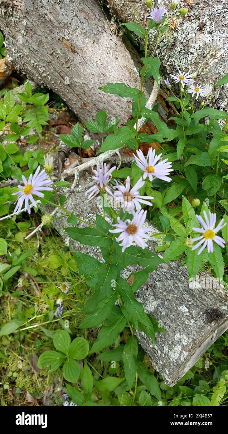 asters and allies (Astereae) Plantae Stock Photo - Alamy