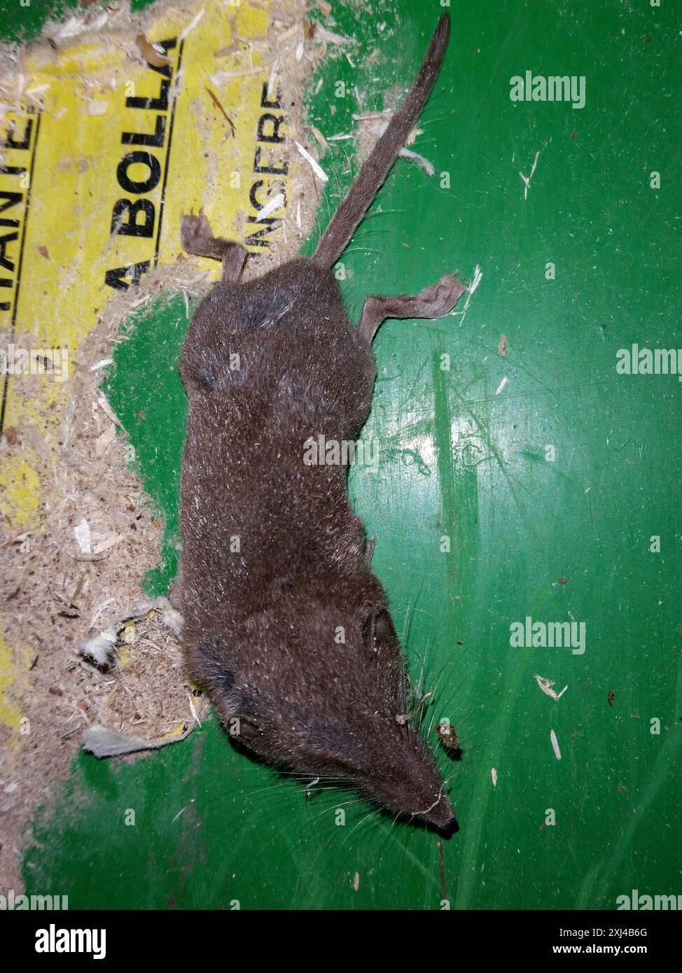 Western Lesser White-toothed Shrew (Crocidura gueldenstaedtii) Mammalia ...