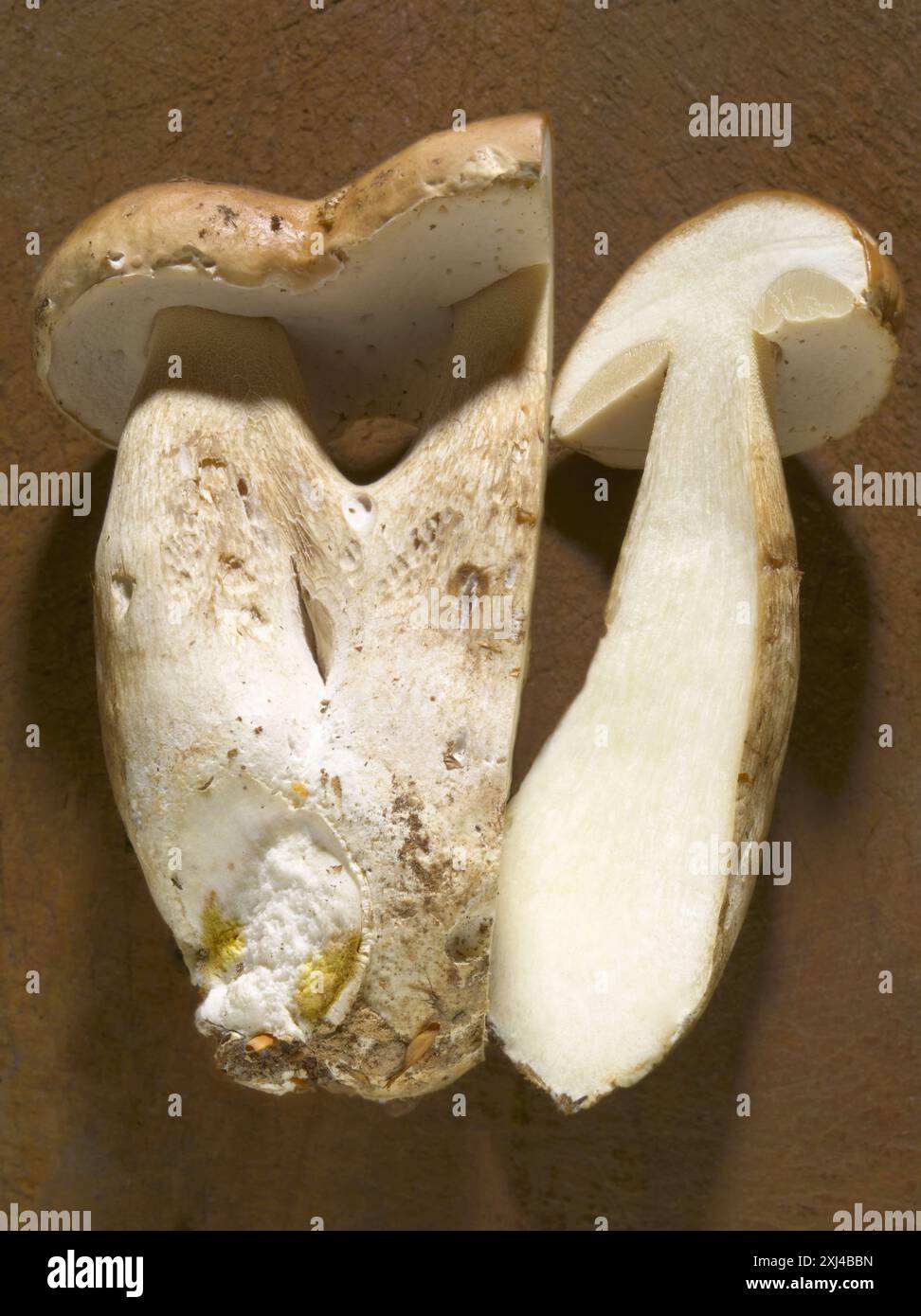 Ceps cut hi-res stock photography and images - Alamy