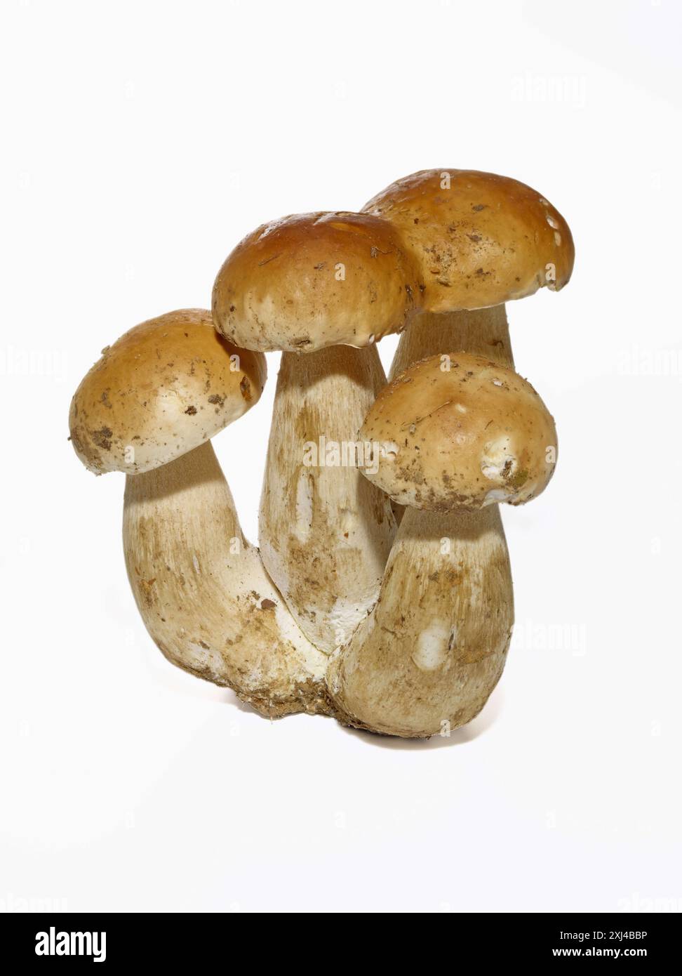 Ceps cut hi-res stock photography and images - Alamy