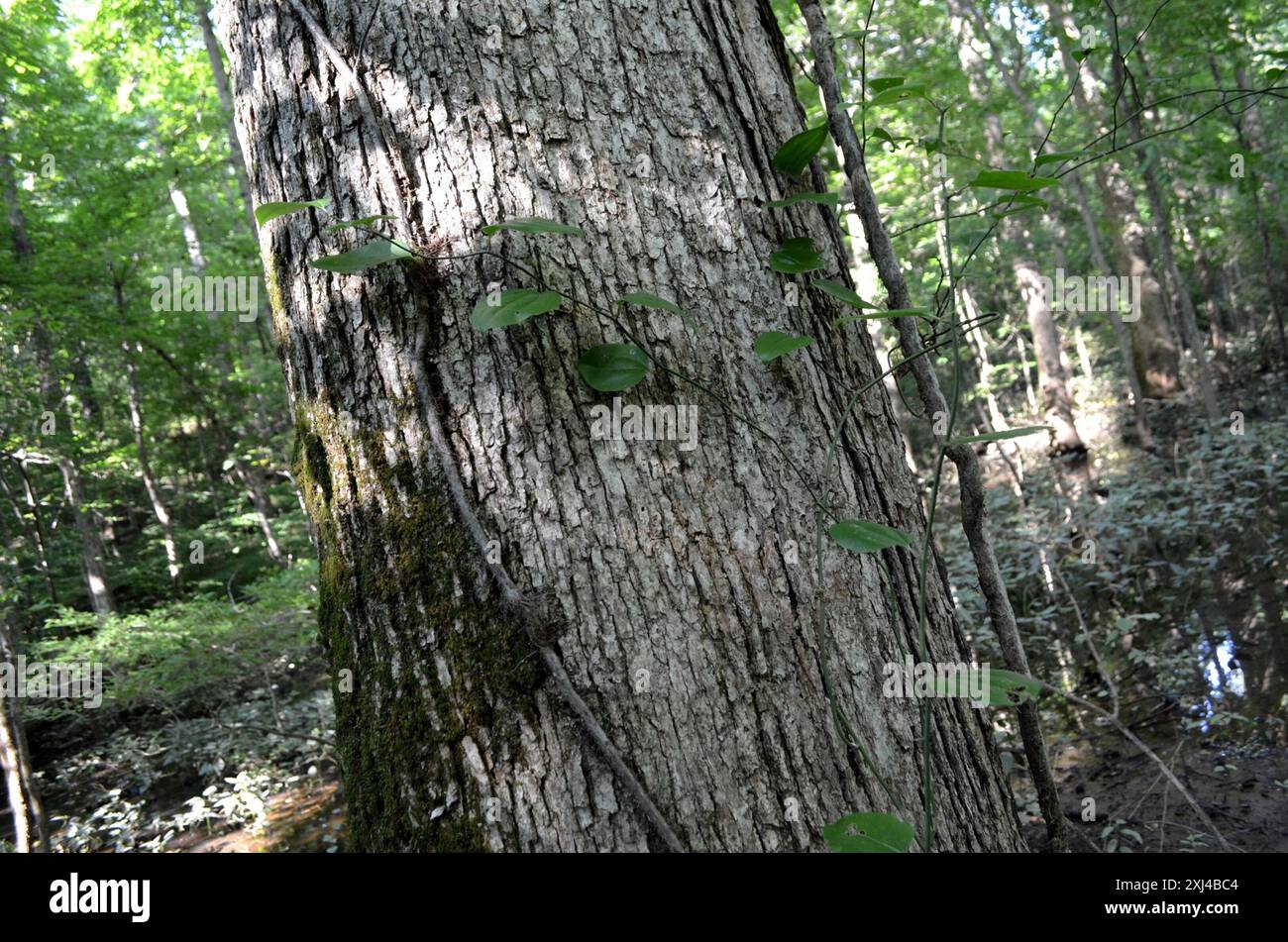 swamp chestnut oak (Quercus michauxii) Plantae Stock Photo - Alamy