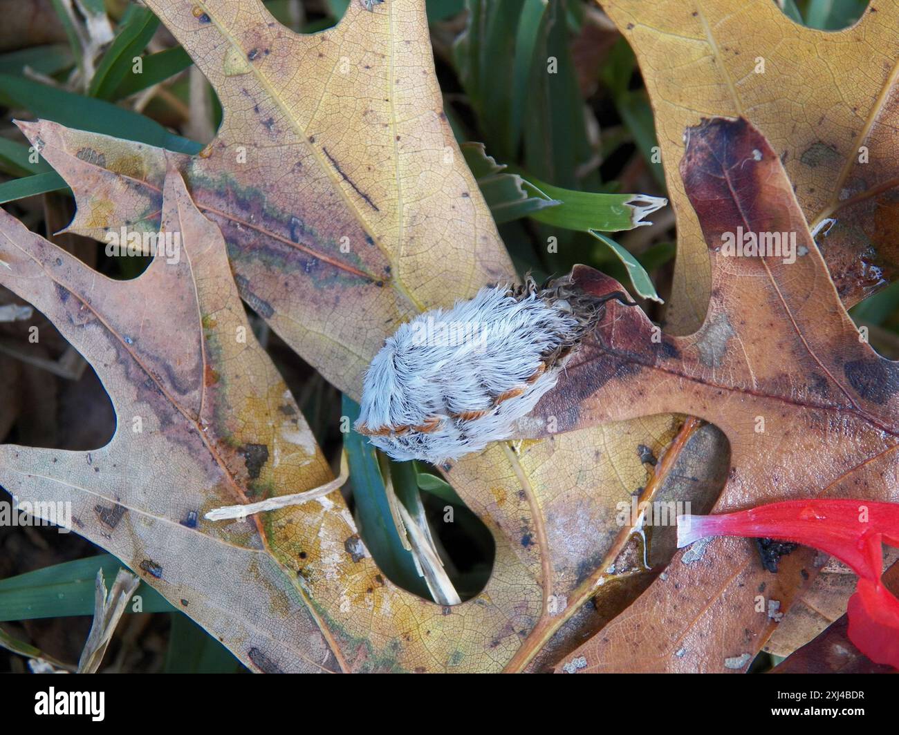 Southern Flannel Moth (Megalopyge opercularis) Insecta Stock Photo - Alamy