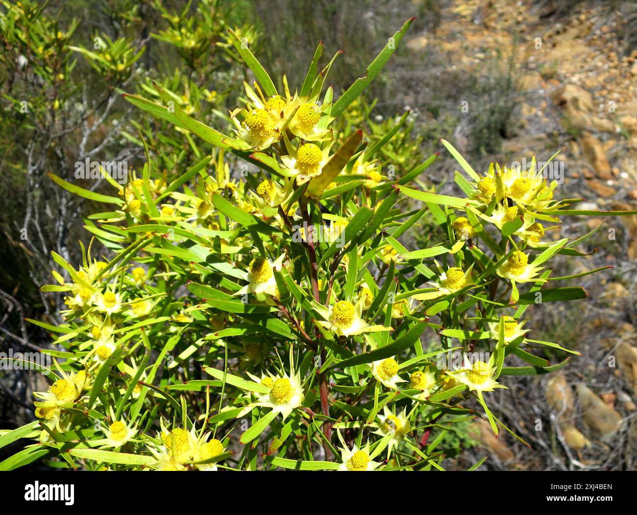 Gumleaf Conebush (Leucadendron eucalyptifolium) Plantae Stock Photo - Alamy