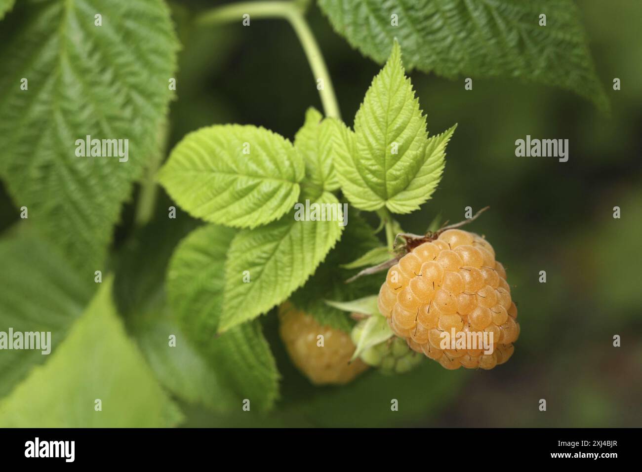 Yellow raspberry on bush hi-res stock photography and images - Alamy