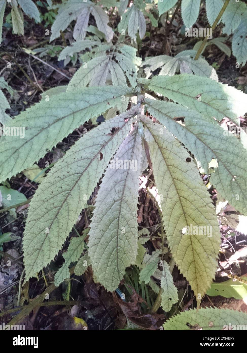 Elatostema rugosum hi-res stock photography and images - Alamy