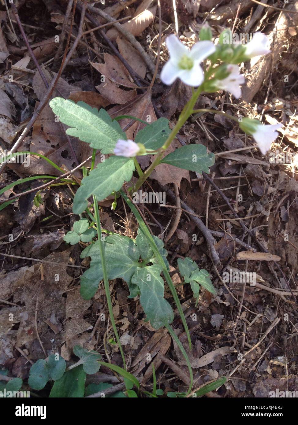 Slender toothwort (Cardamine angustata) Plantae Stock Photo - Alamy