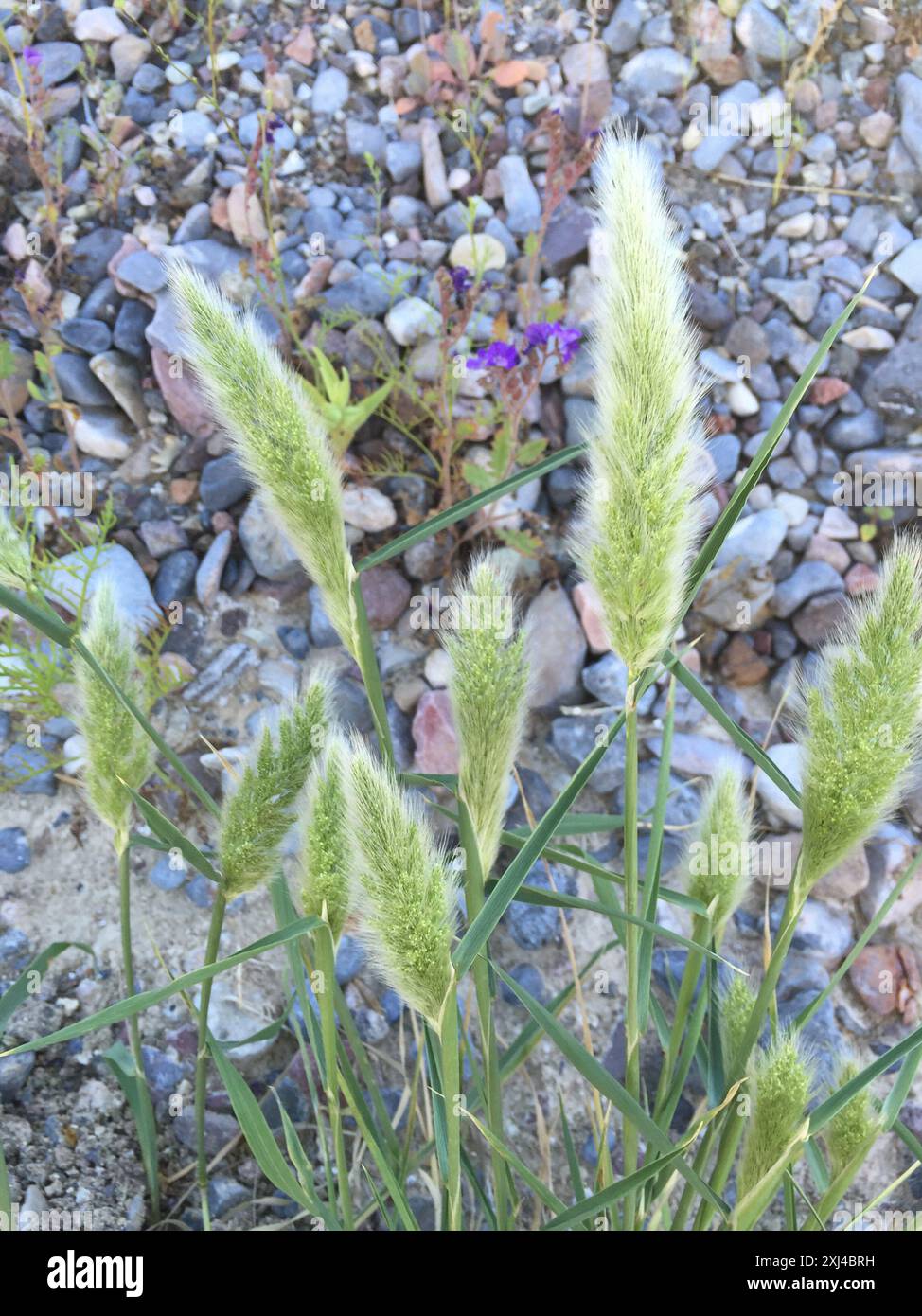 rabbitfoot grass (Polypogon monspeliensis) Plantae Stock Photo - Alamy