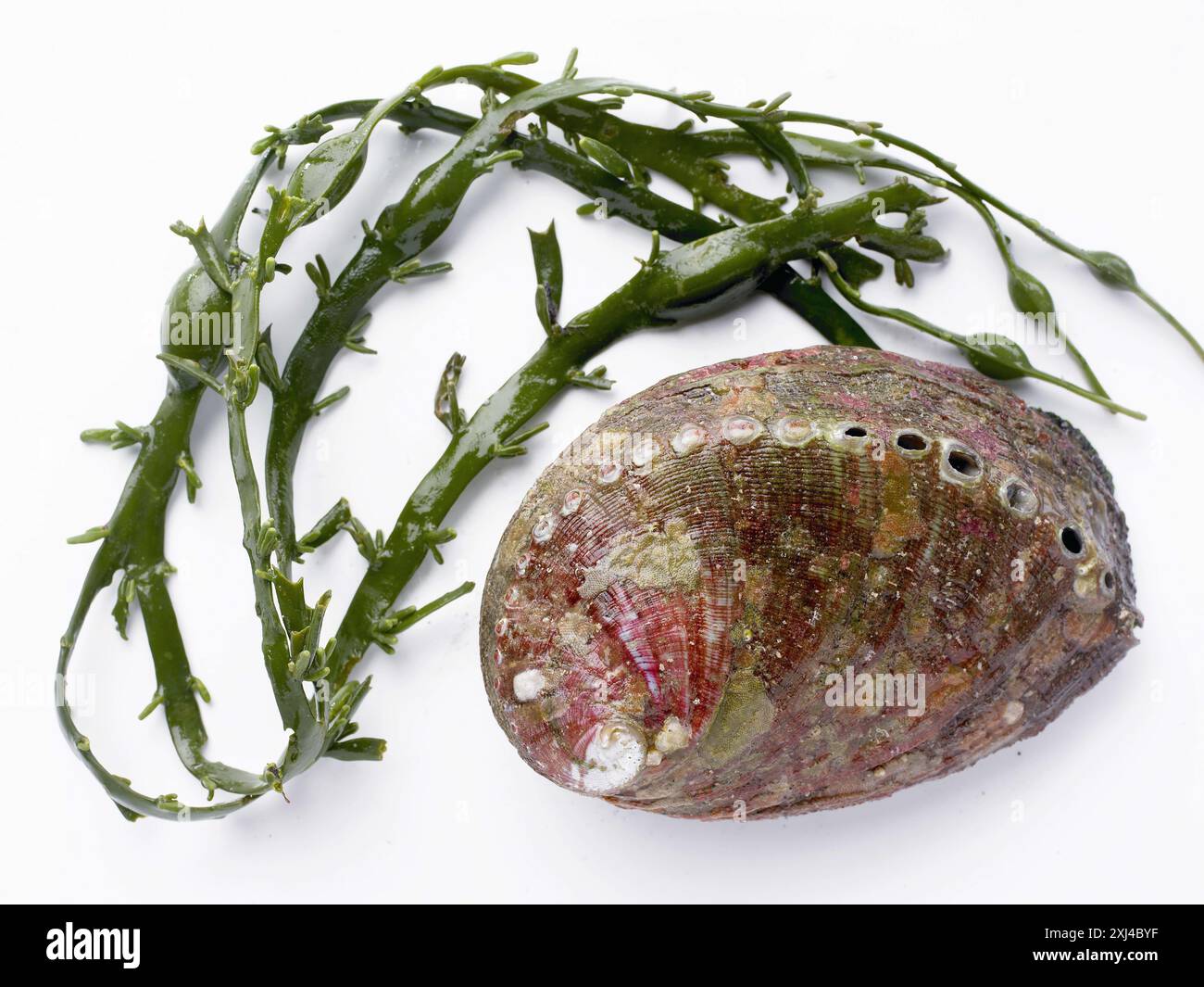 Abalone and seaweed Stock Photo - Alamy
