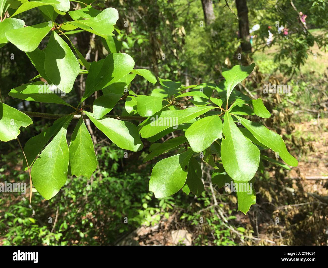 water oak (Quercus nigra) Plantae Stock Photo - Alamy