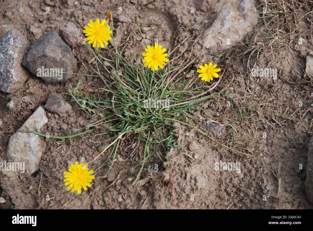 Autumn Hawkbit (Scorzoneroides autumnalis) Plantae Stock Photo - Alamy