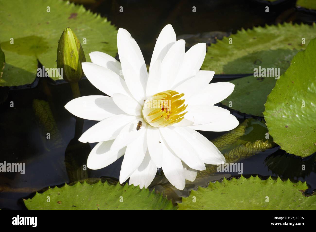 bees in the pond Stock Photo - Alamy