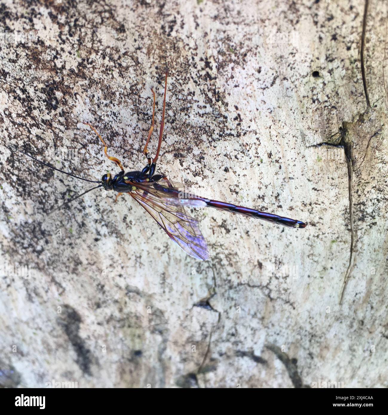 Ichneumonid Wasps (Ichneumonidae) Insecta Stock Photo - Alamy