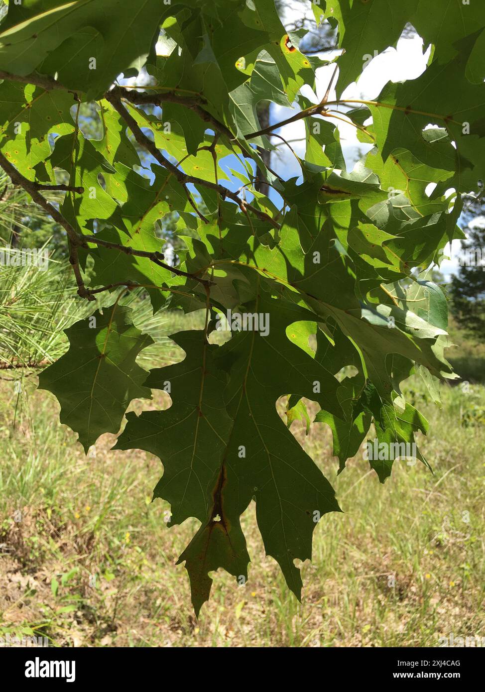 Shumard oak (Quercus shumardii) Plantae Stock Photo - Alamy