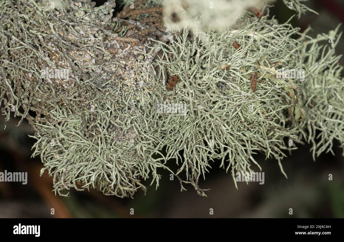 Powdery Sea-Fog Lichen (Niebla cephalota) Fungi Stock Photo - Alamy