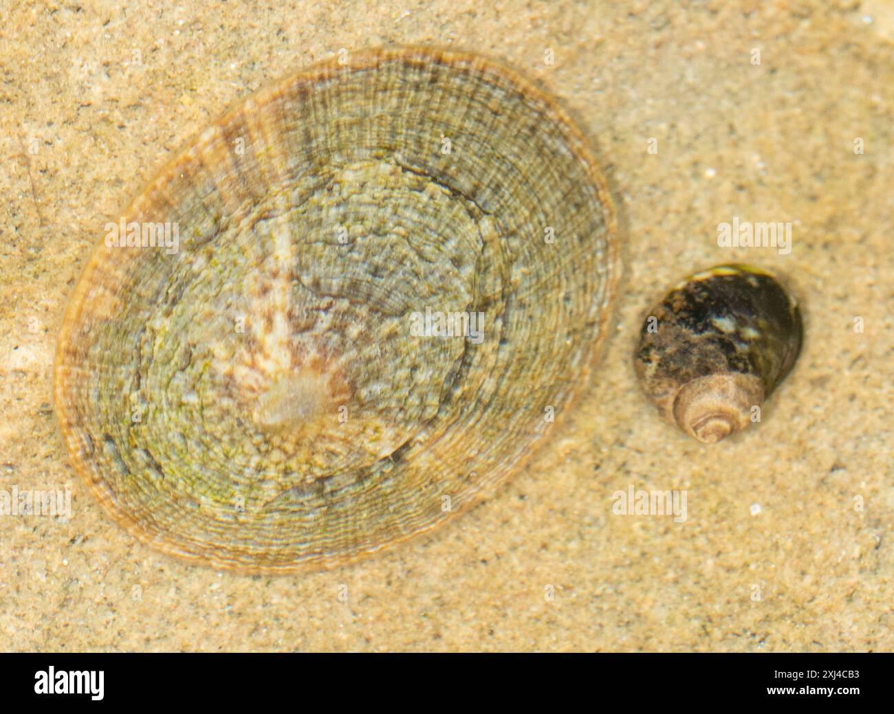File Limpet (Lottia limatula) Mollusca Stock Photo - Alamy