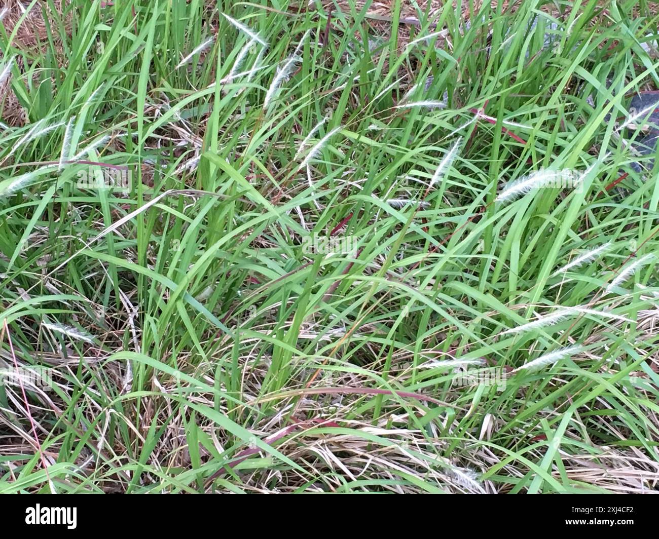 Cogon Grass (Imperata cylindrica) Plantae Stock Photo - Alamy