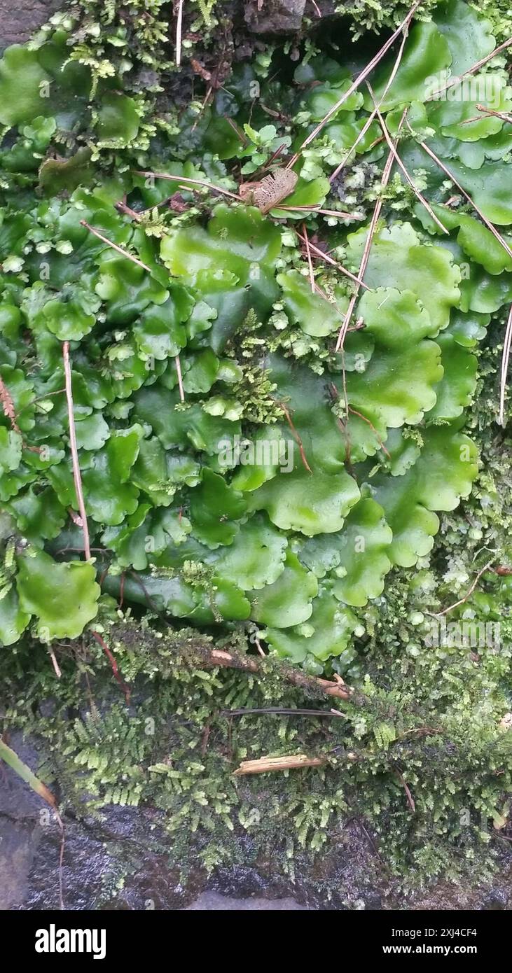 (Monoclea forsteri) Plantae Stock Photo - Alamy