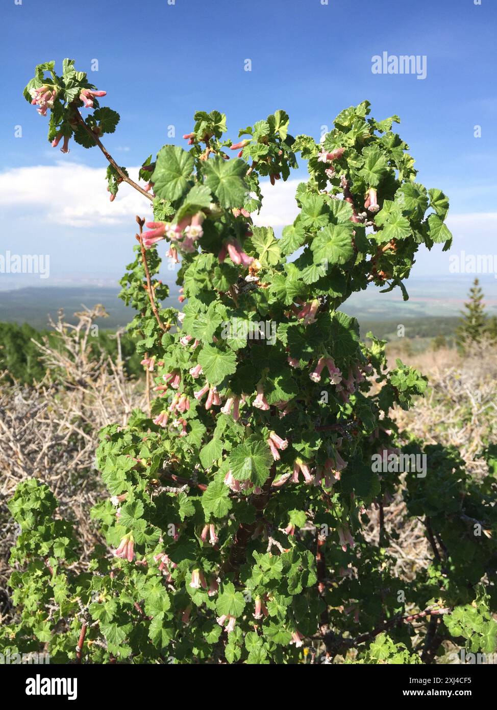 wax currant (Ribes cereum) Plantae Stock Photo - Alamy