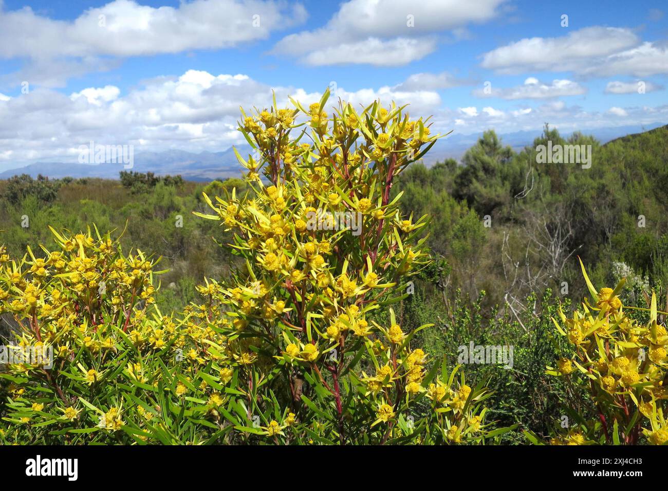 Gumleaf Conebush (Leucadendron eucalyptifolium) Plantae Stock Photo - Alamy