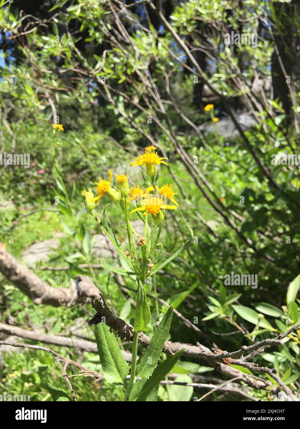 Arrowleaf Senecio (Senecio triangularis) Plantae Stock Photo - Alamy