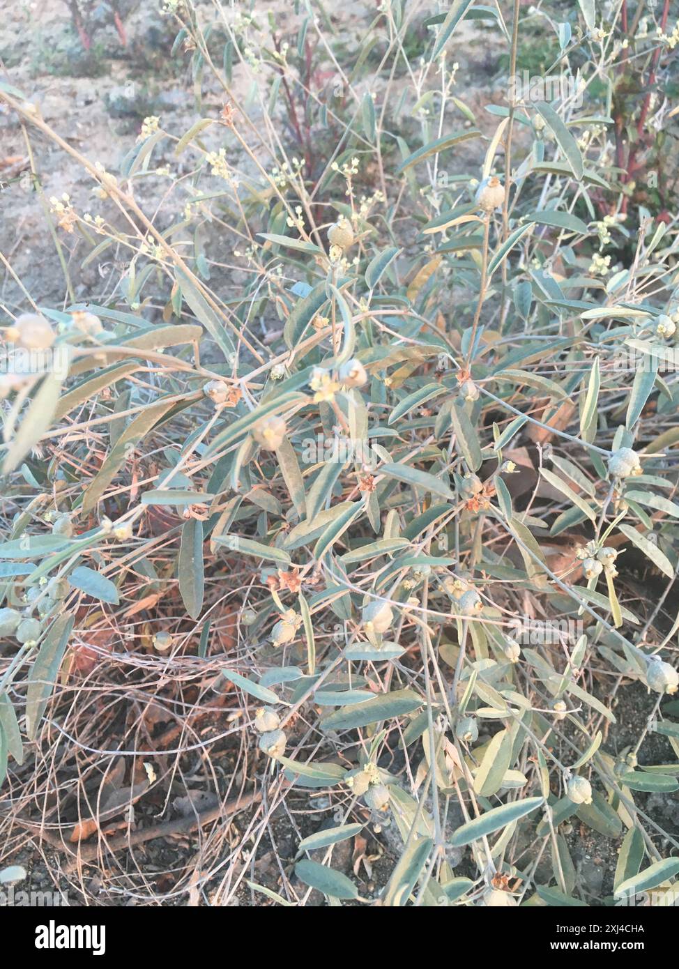 California croton (Croton californicus) Plantae Stock Photo - Alamy