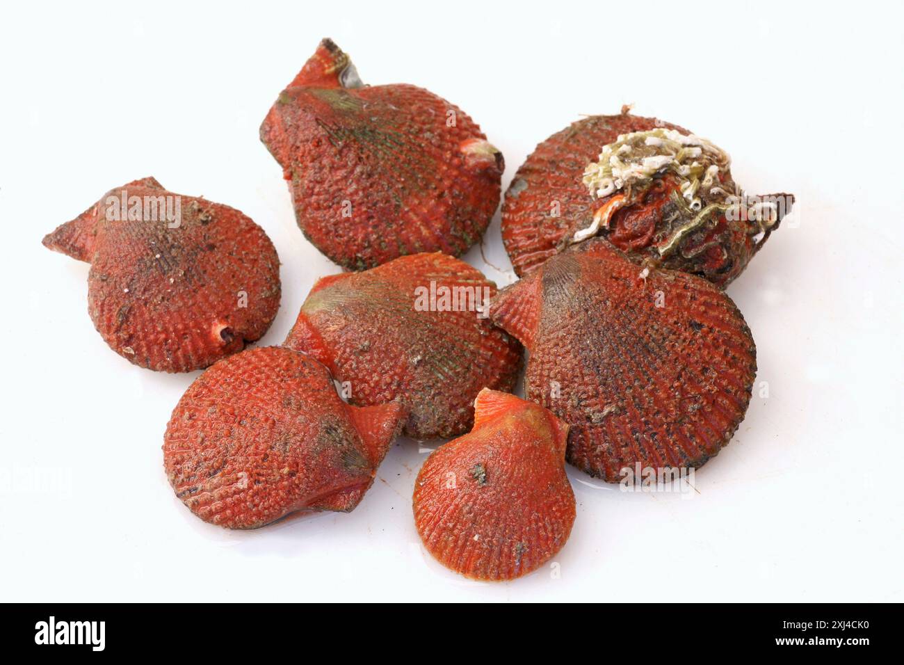 raw petoncle scallops Stock Photo - Alamy