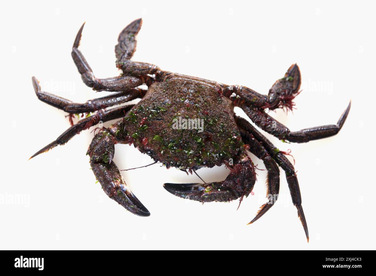Portunus hi-res stock photography and images - Alamy