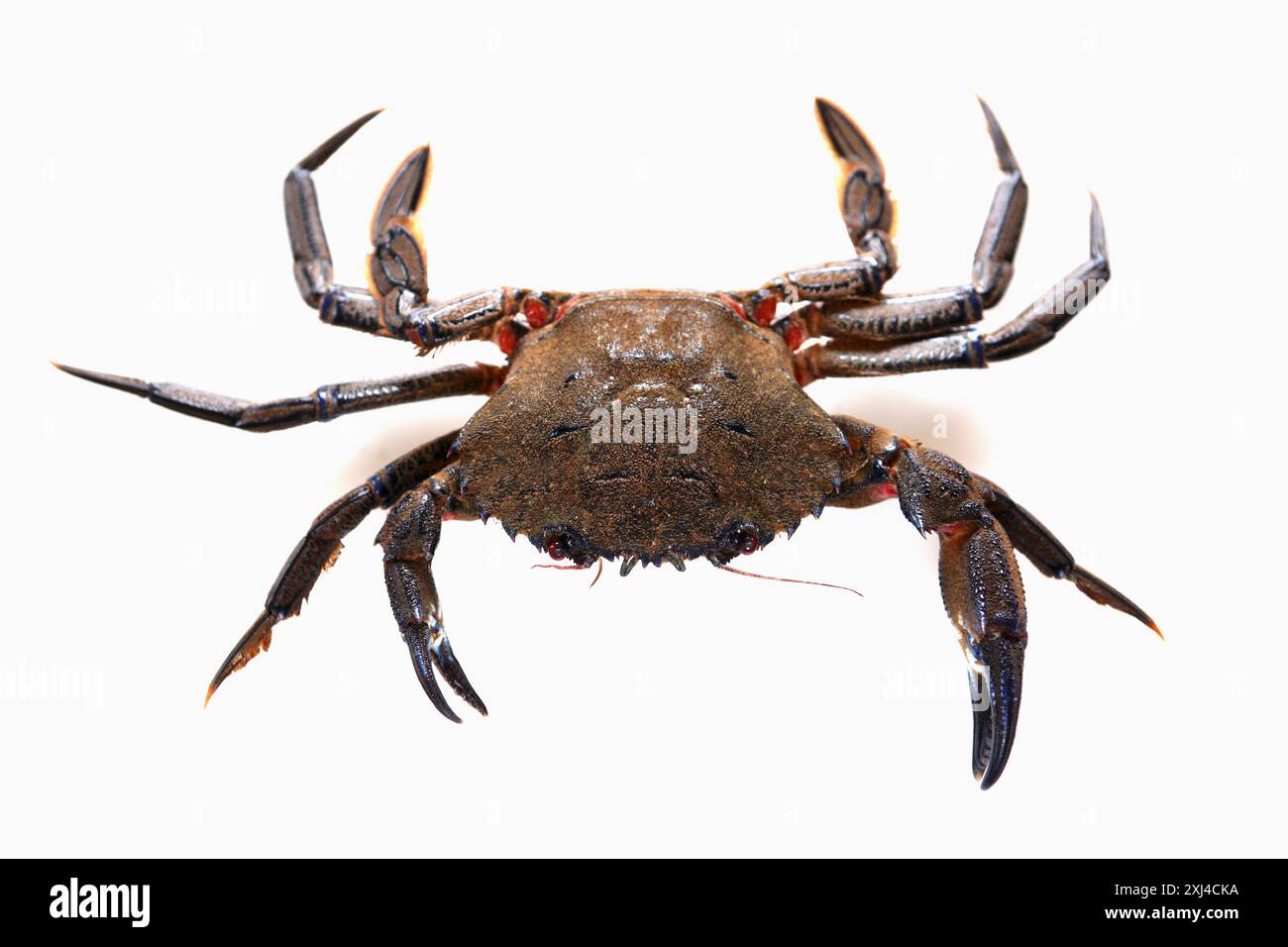 Portunus hi-res stock photography and images - Alamy