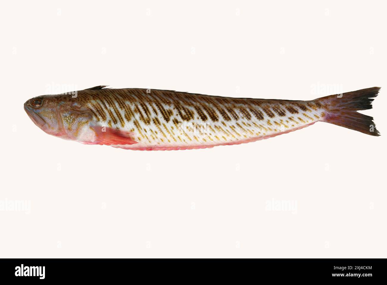 Fish sting hi-res stock photography and images - Alamy