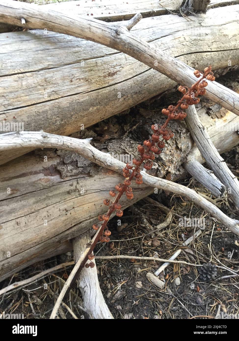 woodland pinedrops (Pterospora andromedea) Plantae Stock Photo - Alamy