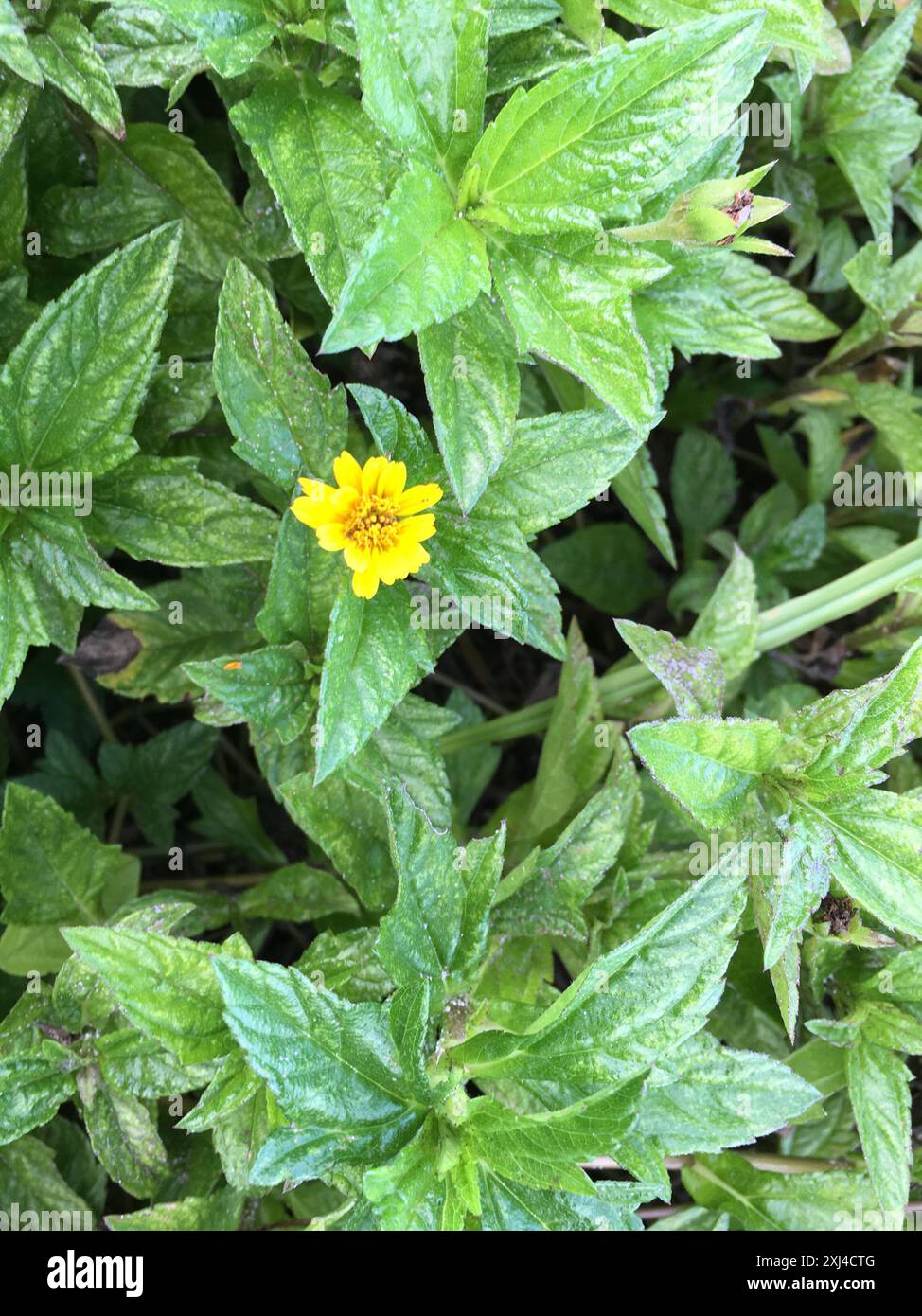trailing daisy (Sphagneticola trilobata) Plantae Stock Photo - Alamy