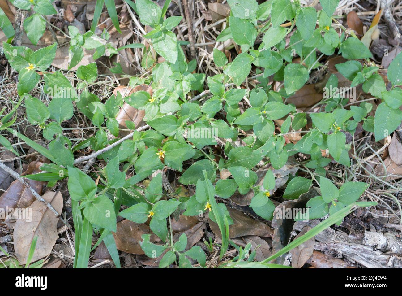 straggler daisy (Calyptocarpus vialis) Plantae Stock Photo - Alamy