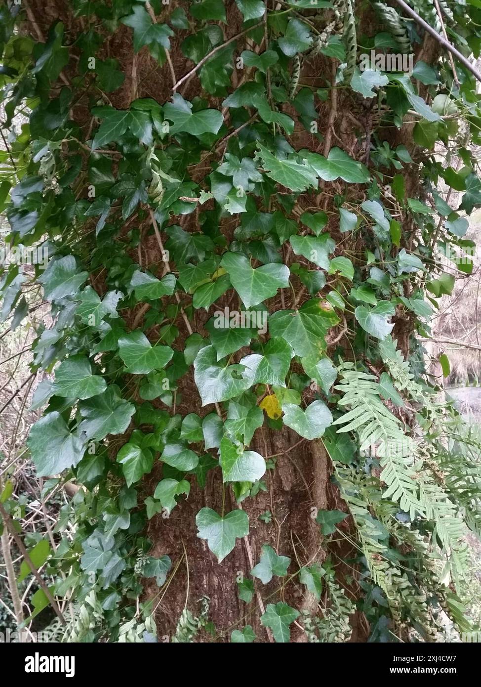 common ivy (Hedera helix) Plantae Stock Photo - Alamy