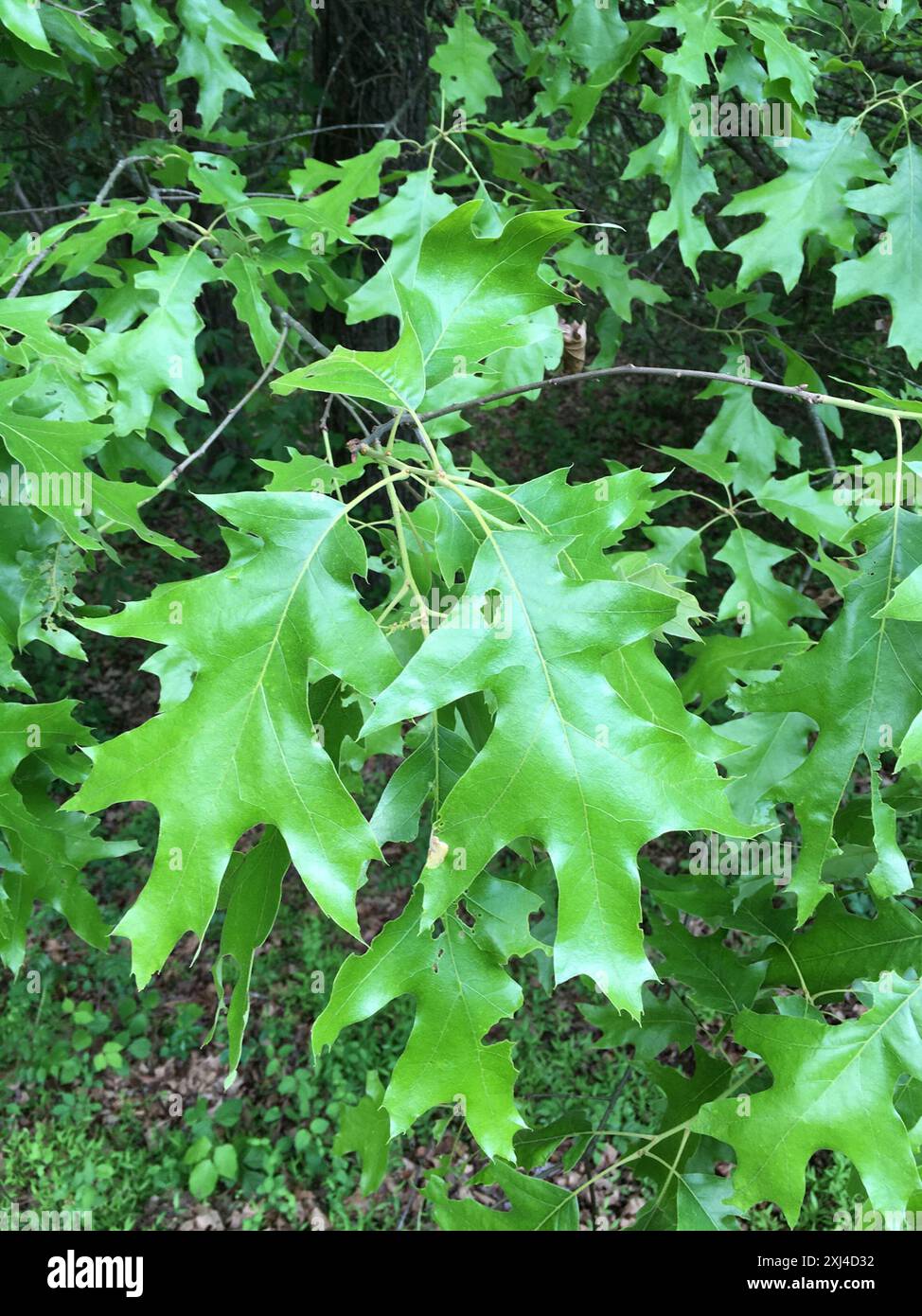 cherrybark oak (Quercus pagoda) Plantae Stock Photo - Alamy