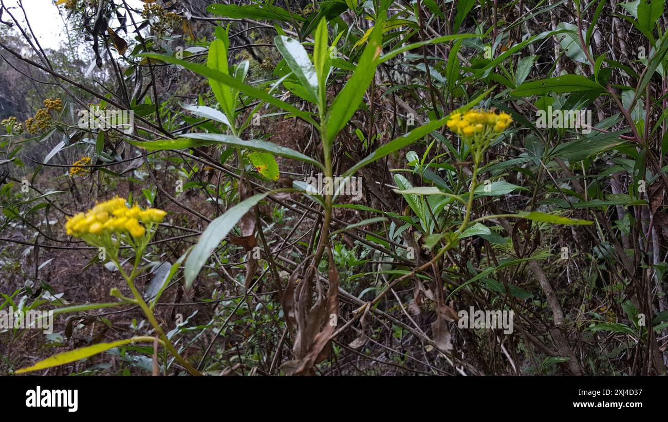 (Psiadia altissima) Plantae Stock Photo - Alamy