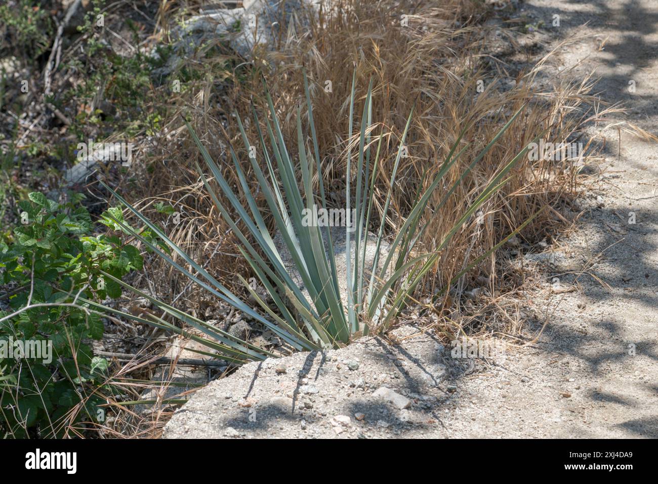 chaparral yucca (Hesperoyucca whipplei) Plantae Stock Photo - Alamy